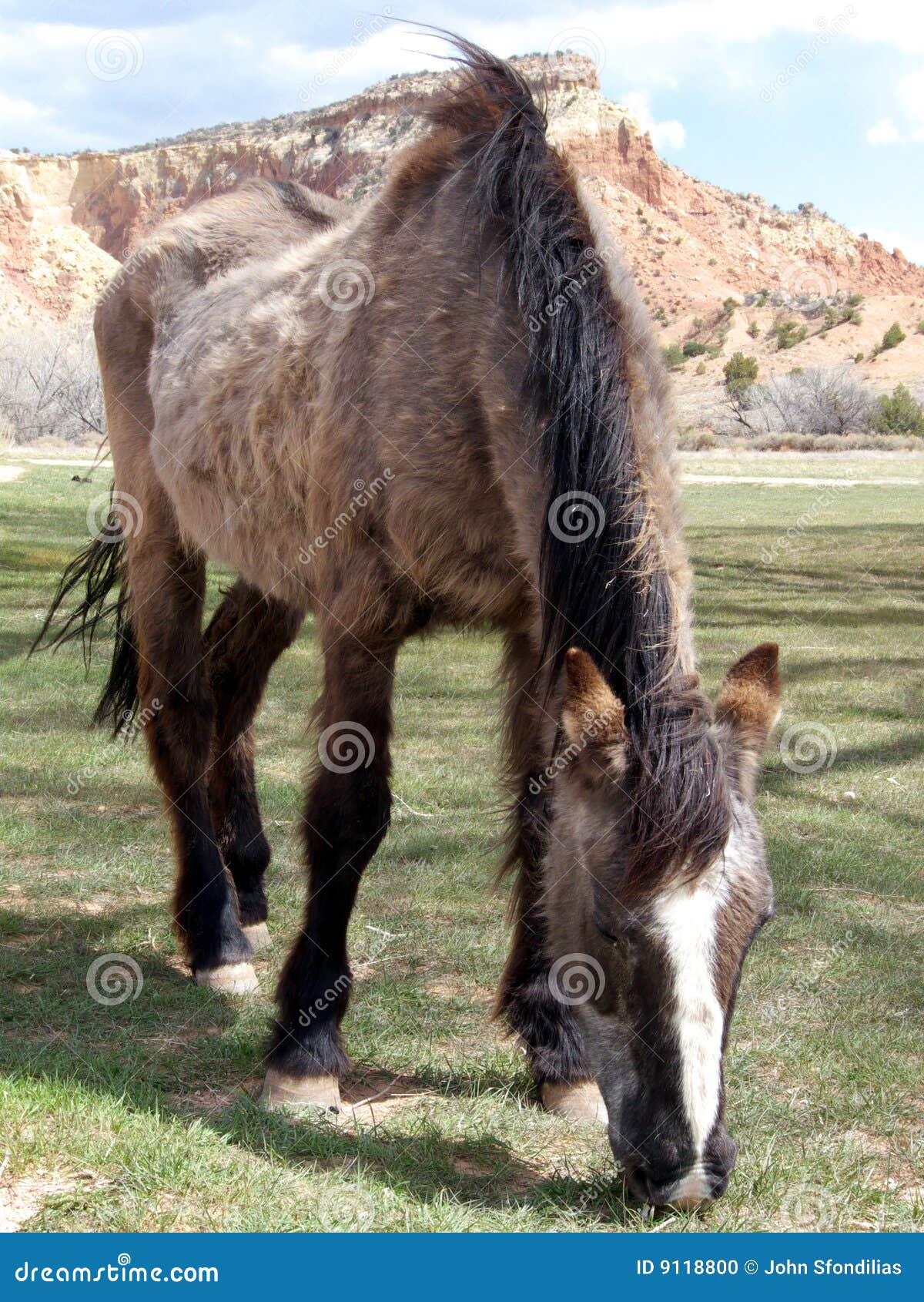 5,739 Old Horse Ranch Stock Photos - Free & Royalty-Free Stock Photos ...