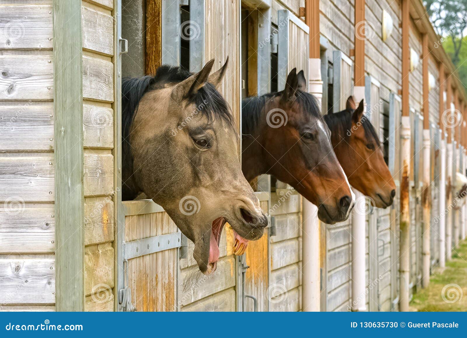 The Face Of A Neighing Horse. Stock Photography | CartoonDealer.com ...