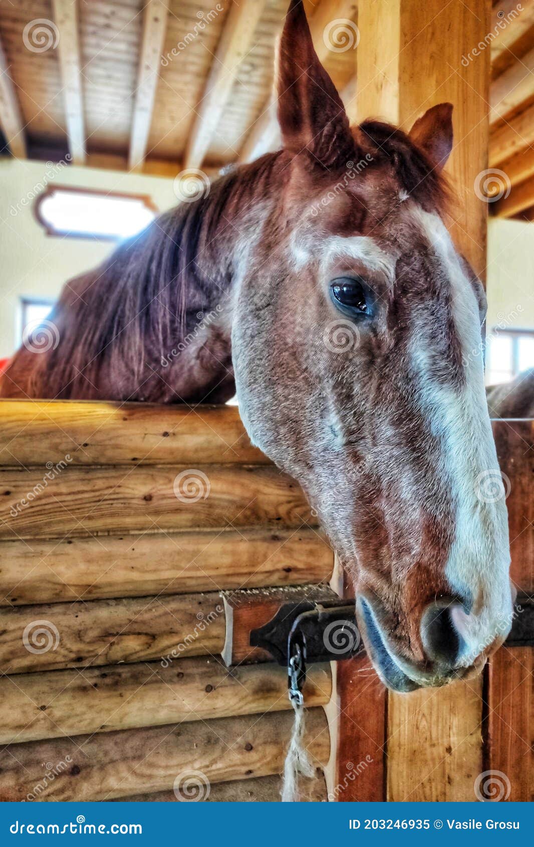The old horse Rodrigo stock image. Image of warm, care - 203246935