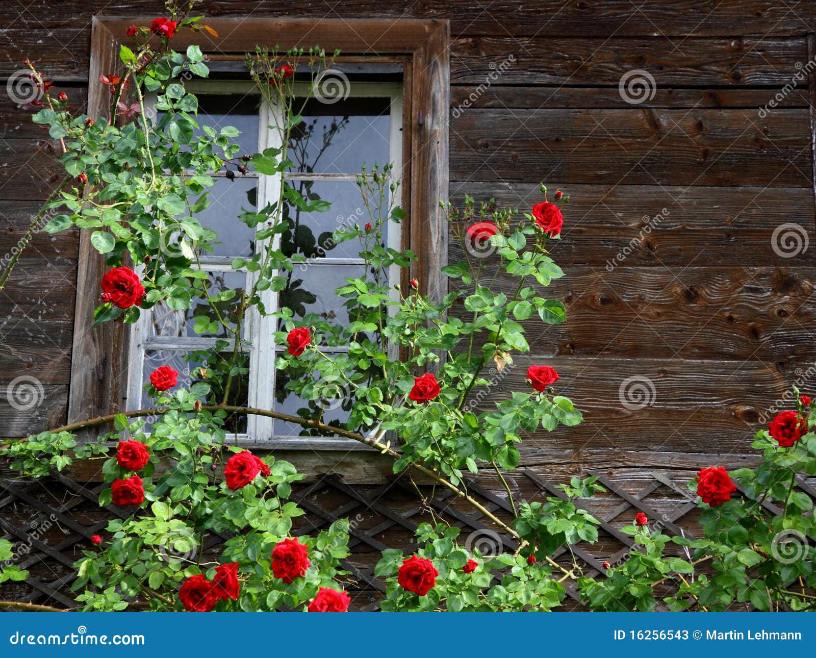 Old House Entwined by Red Roses Stock Image - Image of flower, bloom ...