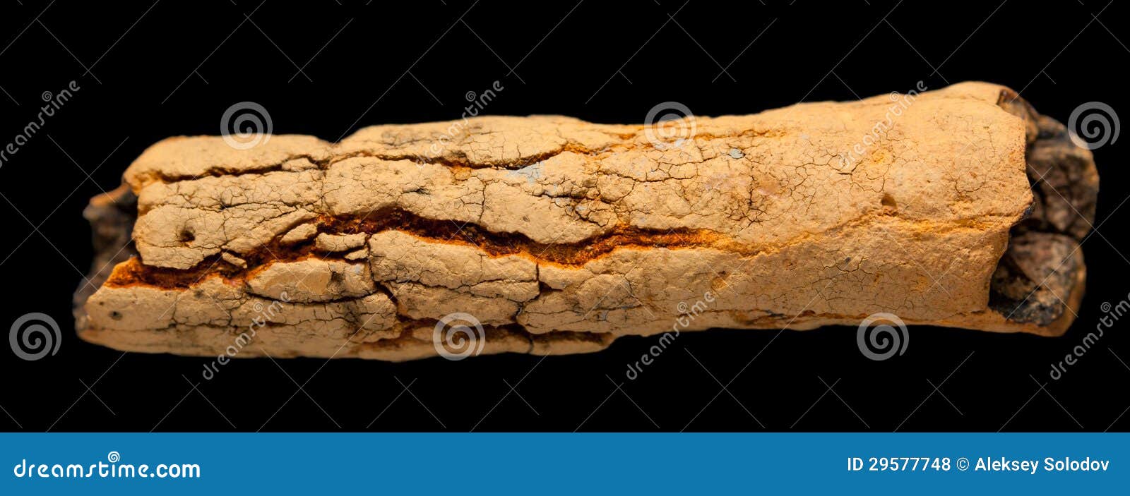 Old house marine worm stock photo. Image of arctic, animal - 29577748