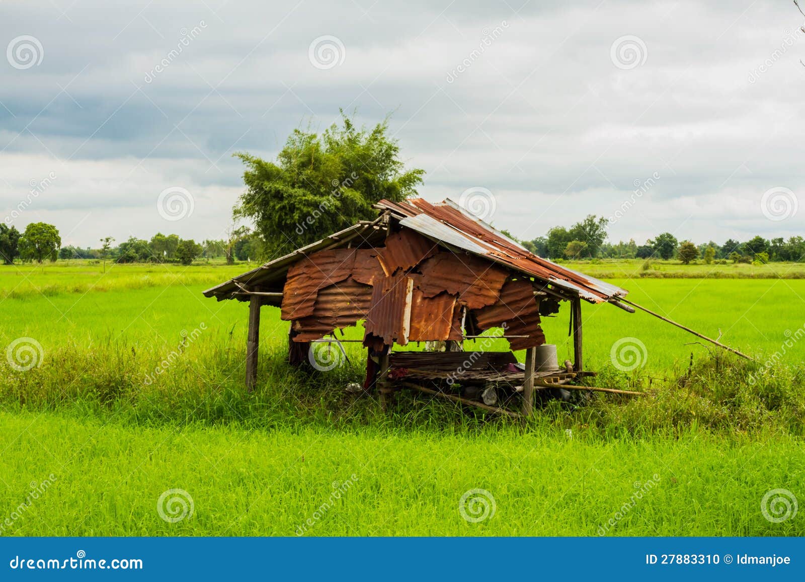 Old house in rice field stock photo. Image of building - 27883310