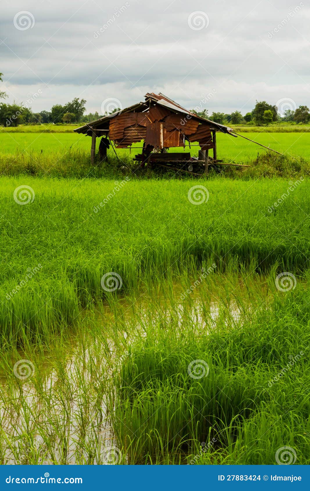 Old house in rice field stock photo. Image of grass, building - 27883424