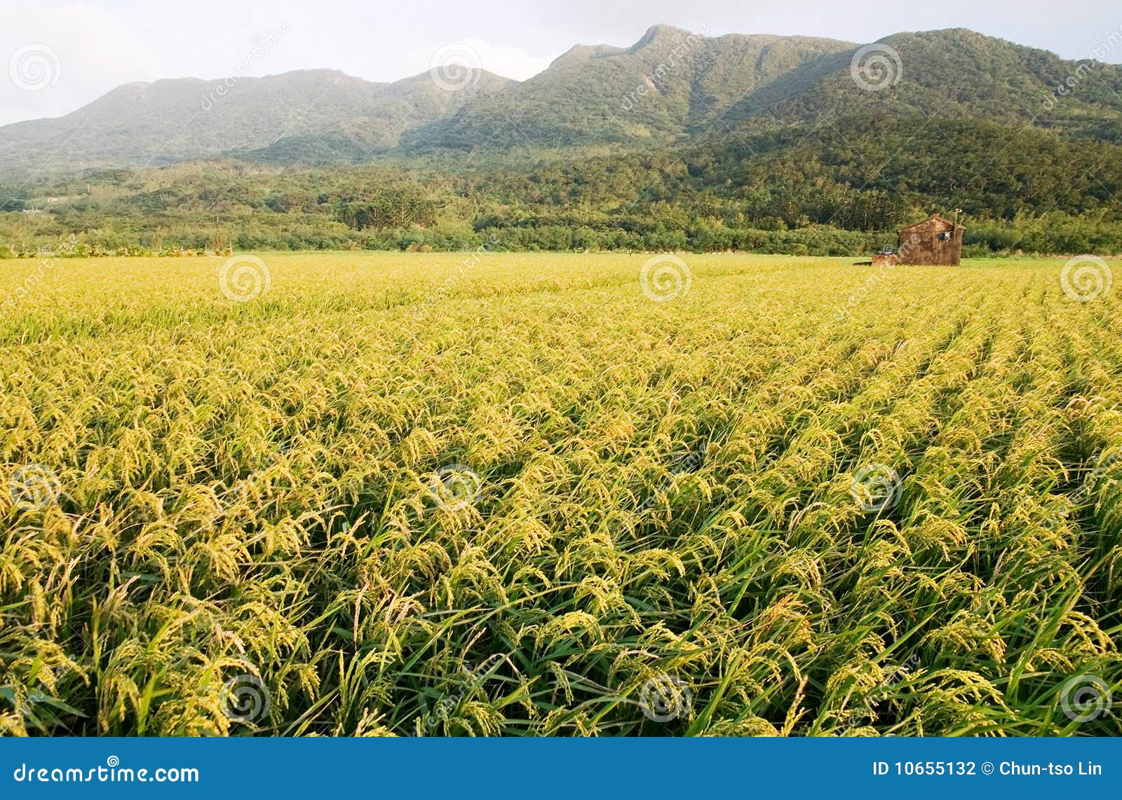 Old House and Ripe Rice with Yellow Color Stock Photo - Image of ...