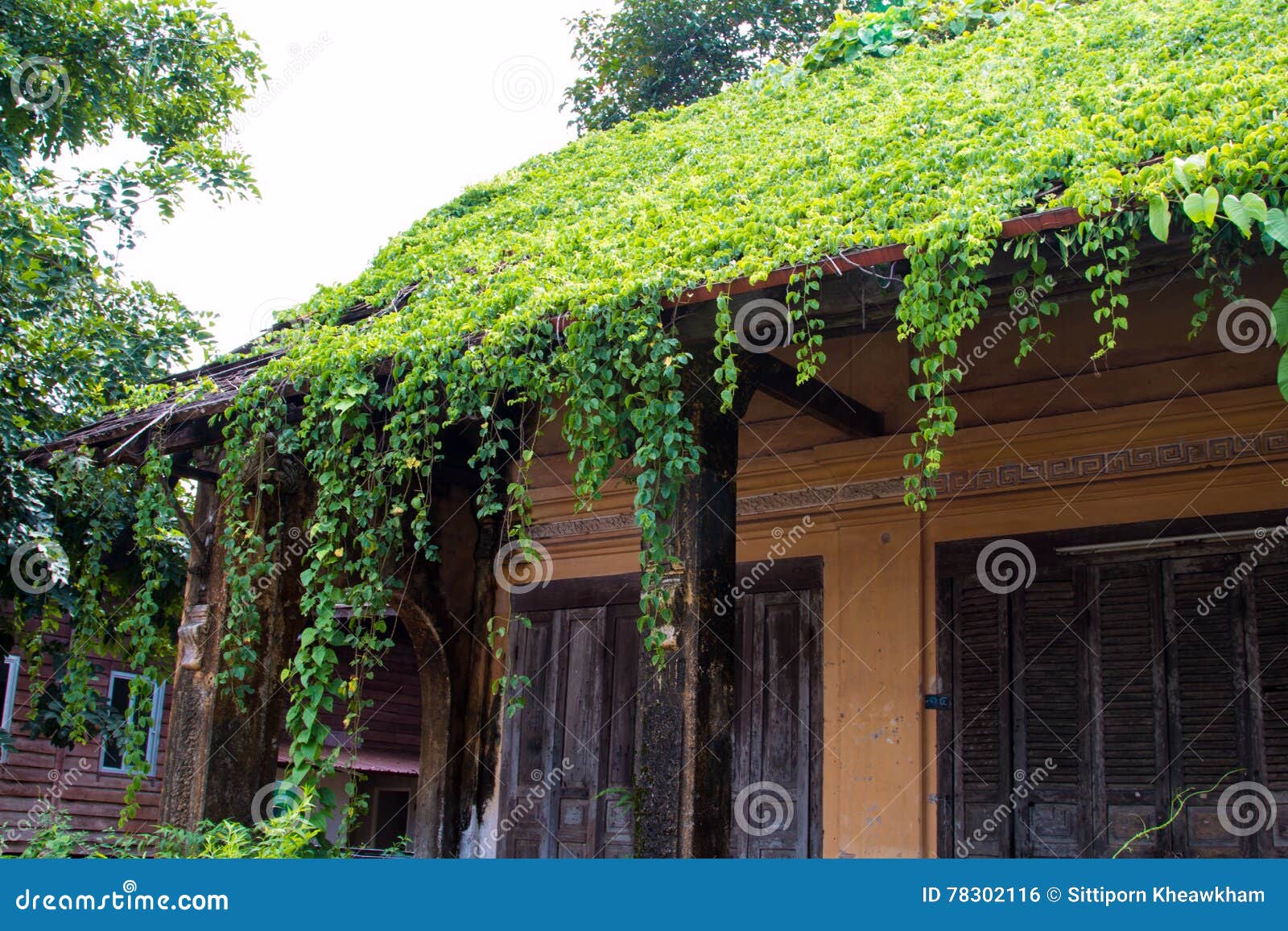Old House Roof Covered with Vines and Trees. Stock Photo - Image of ...