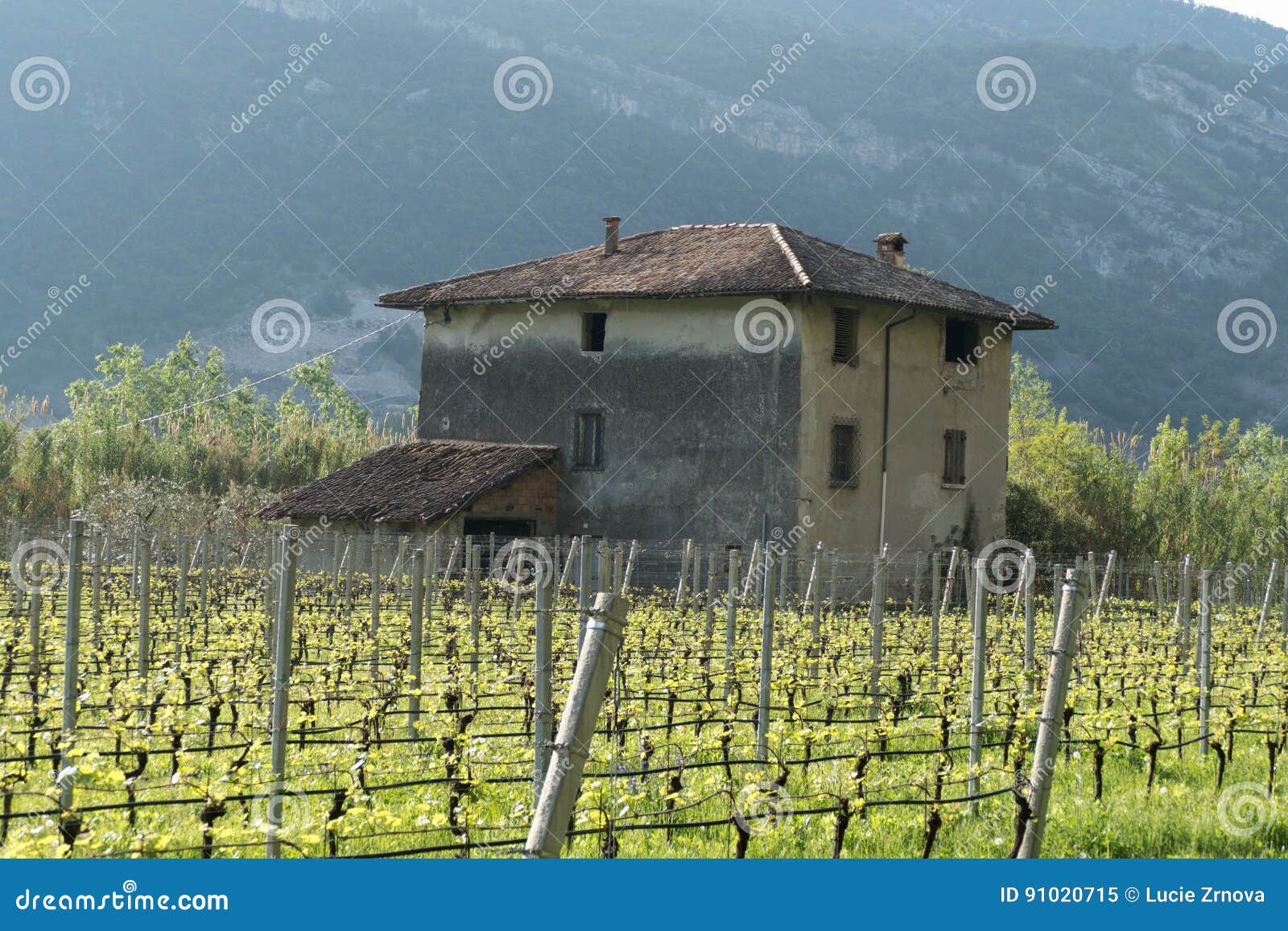 Old House in Vineyards in Italy Stock Image - Image of green, flora ...