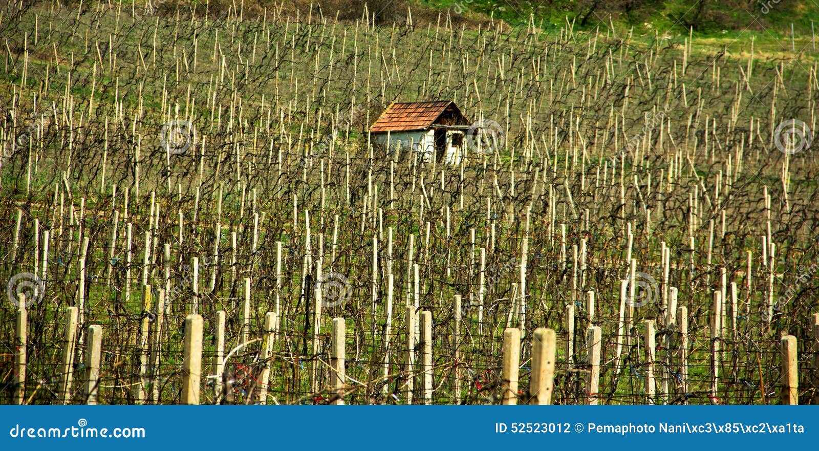 Old House in Vineyards stock photo. Image of field, border - 52523012