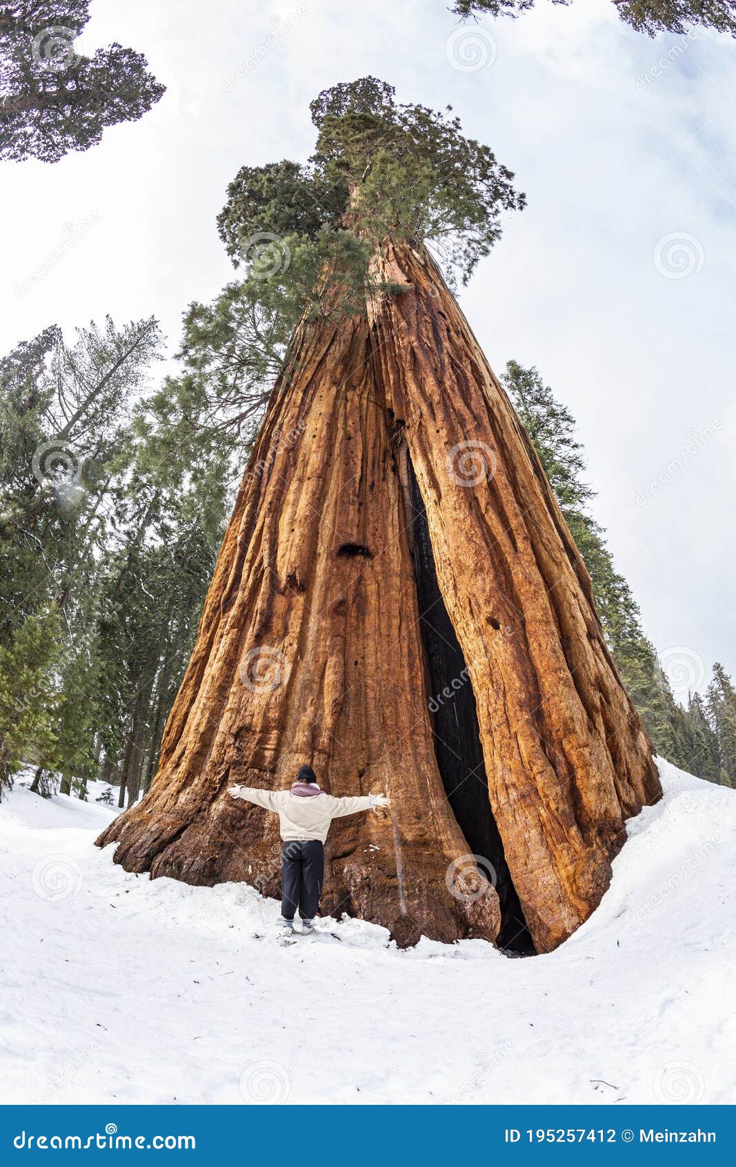 Huge Sequoia Tree in Snow in the Sequoia Tree National Park with Man in ...