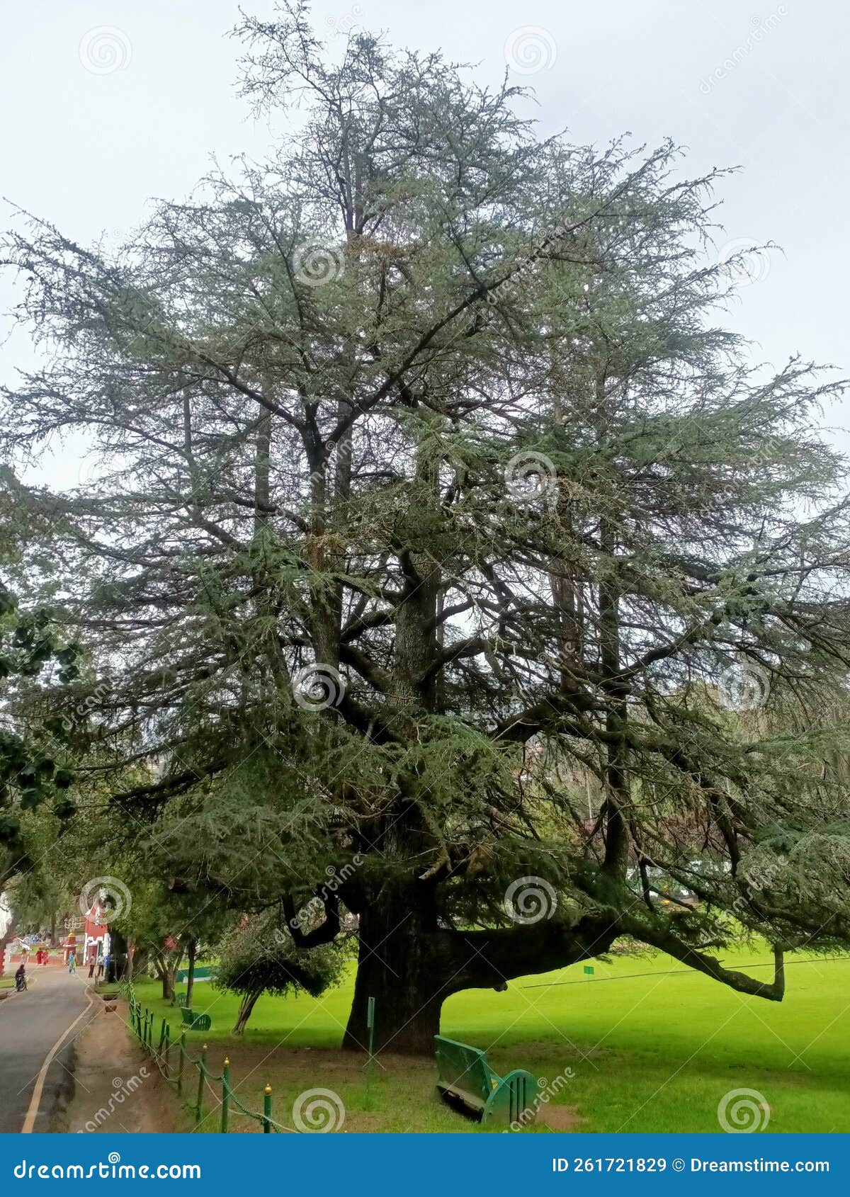 Old and Huge Tree in Ooty Tourism Area Stock Image - Image of tree ...