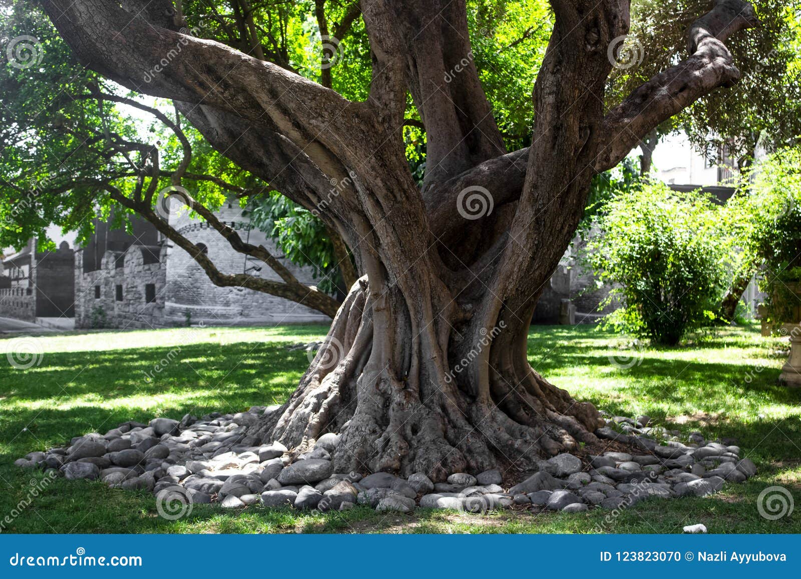 Old huge tree in the park stock photo. Image of plant - 123823070