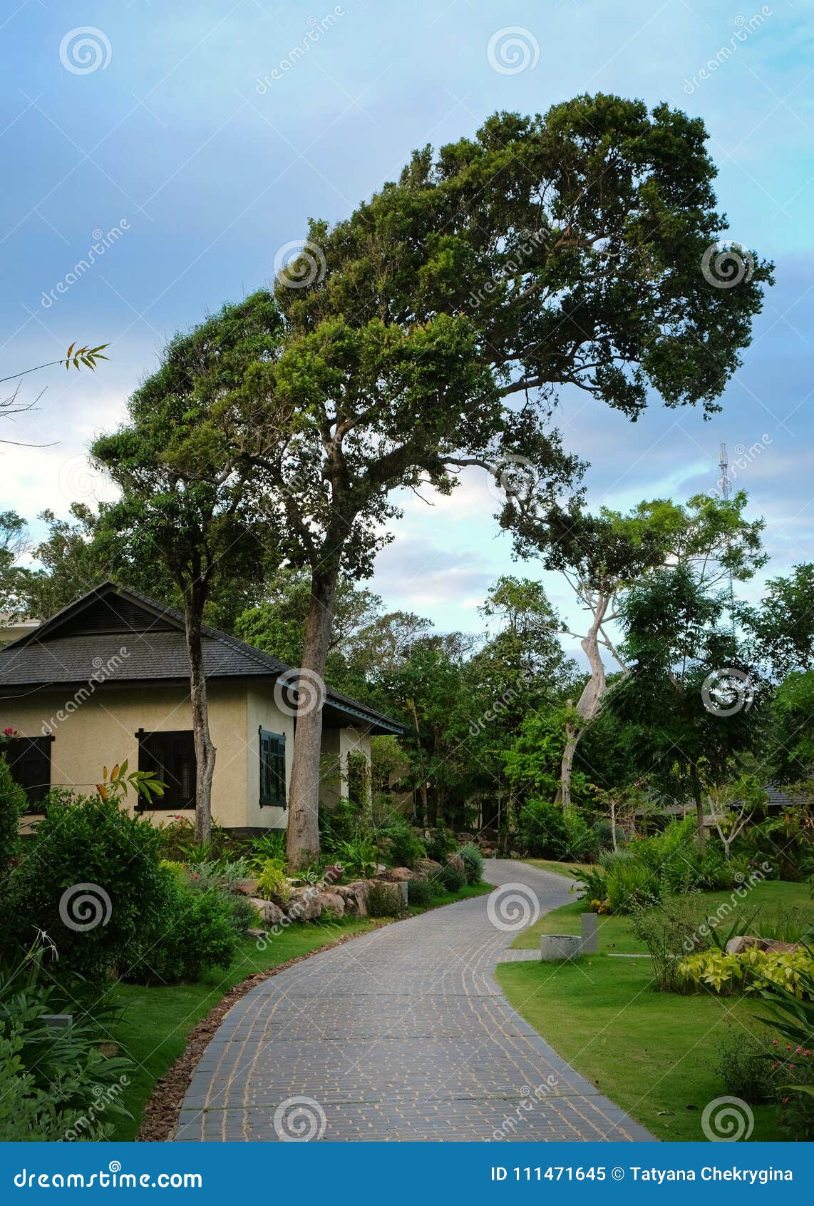 Old and Huge Tree and Small House Under it Stock Image - Image of ...