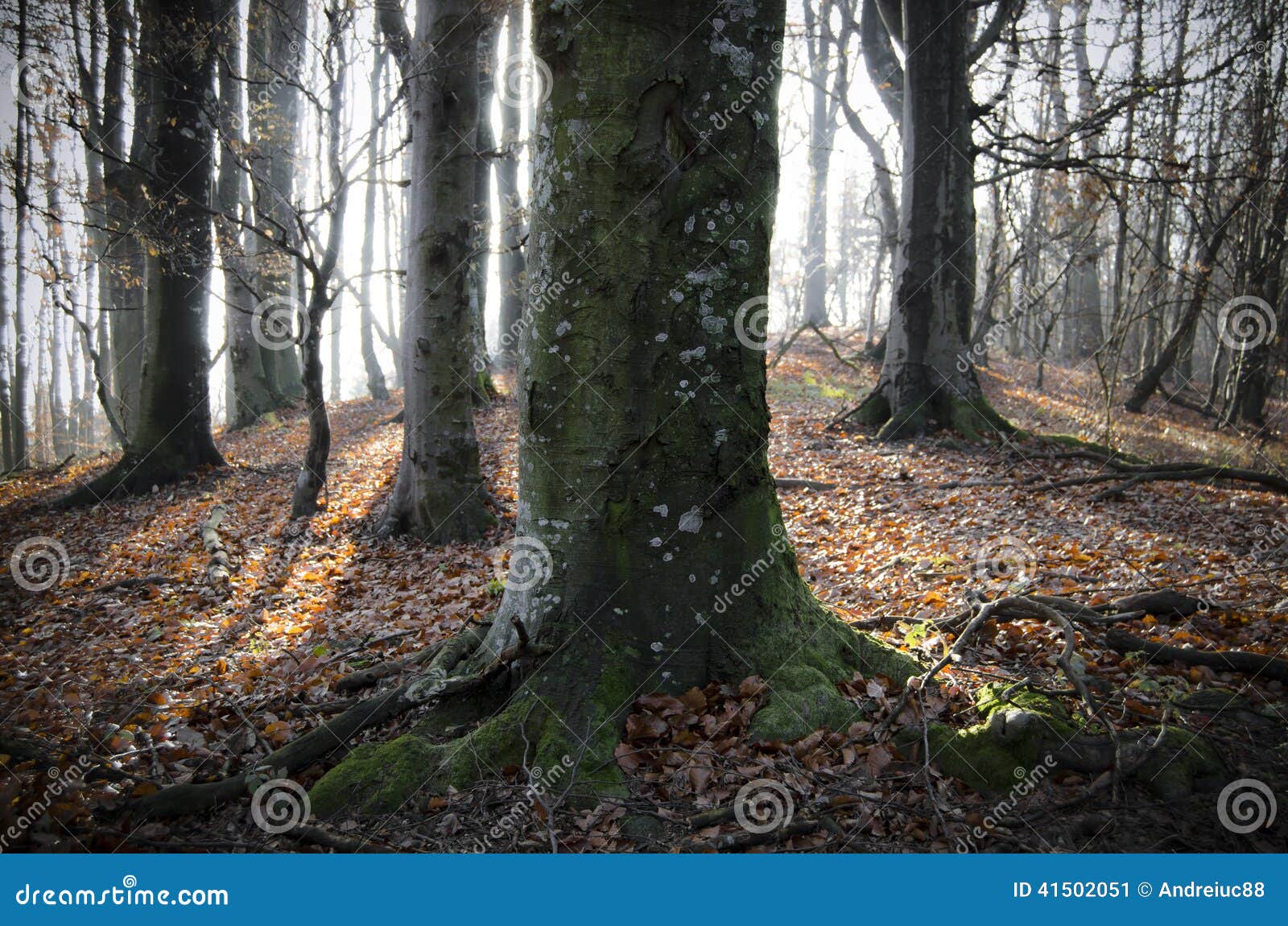 Old huge trees in forest stock image. Image of outdoors - 41502051