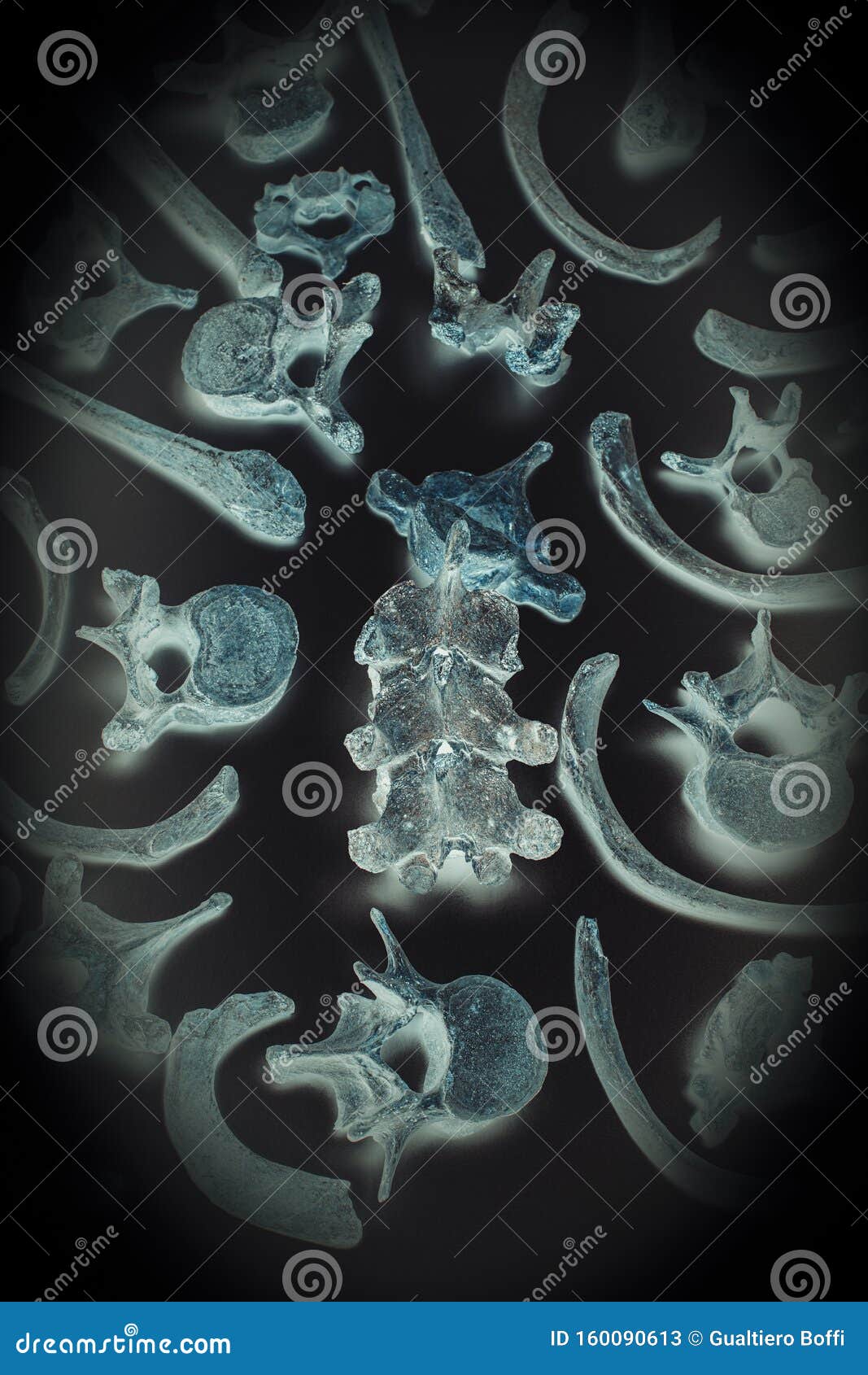 Old Human Bones, Ribs and Vertebrae Stock Image - Image of dead, scene ...