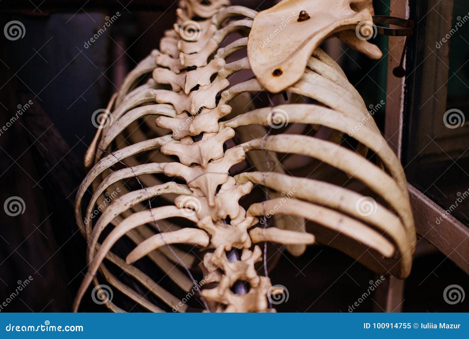 Old human rib skeleton stock image. Image of anatomy - 100914755