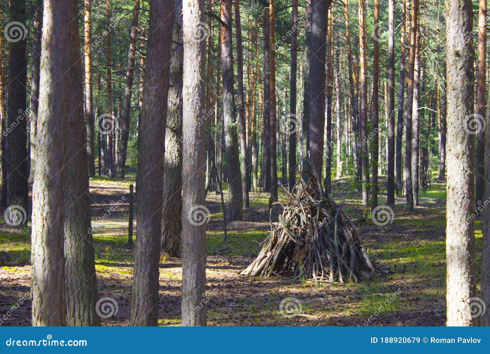 An Old Hut Made of Dry Pine Branches for Sleeping Stock Image - Image ...