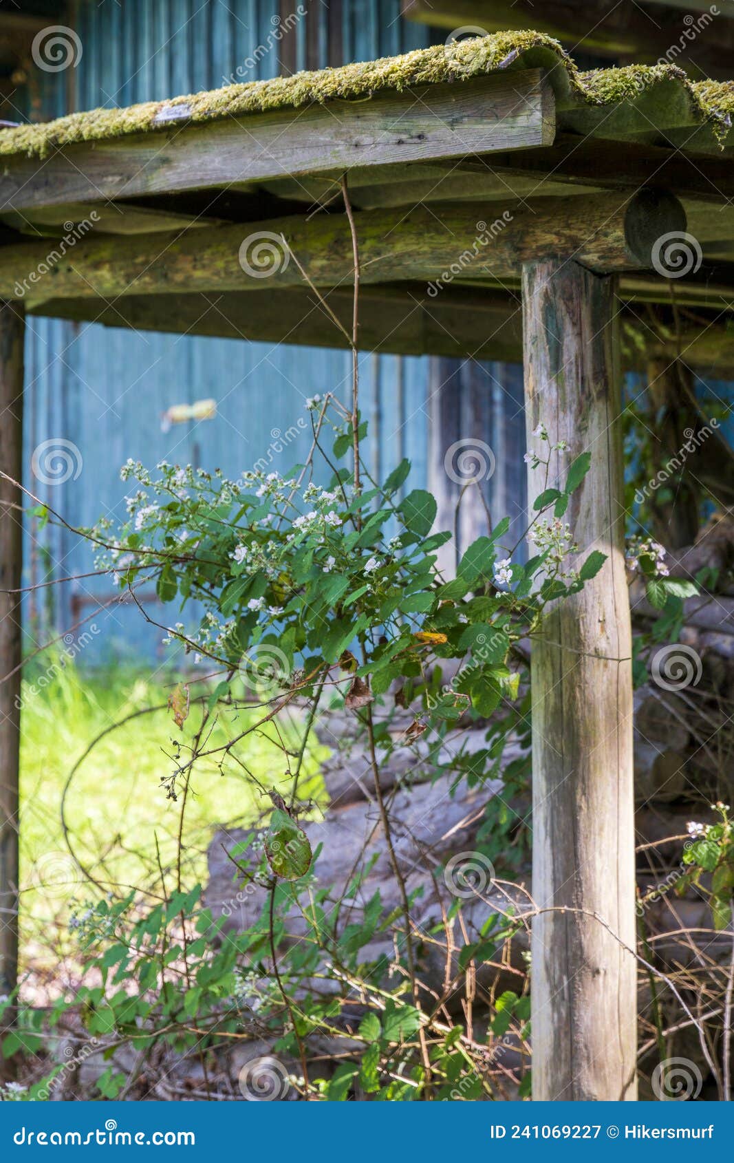 Old Hut Overgrown with Moss and Grasses Stock Image - Image of branch ...
