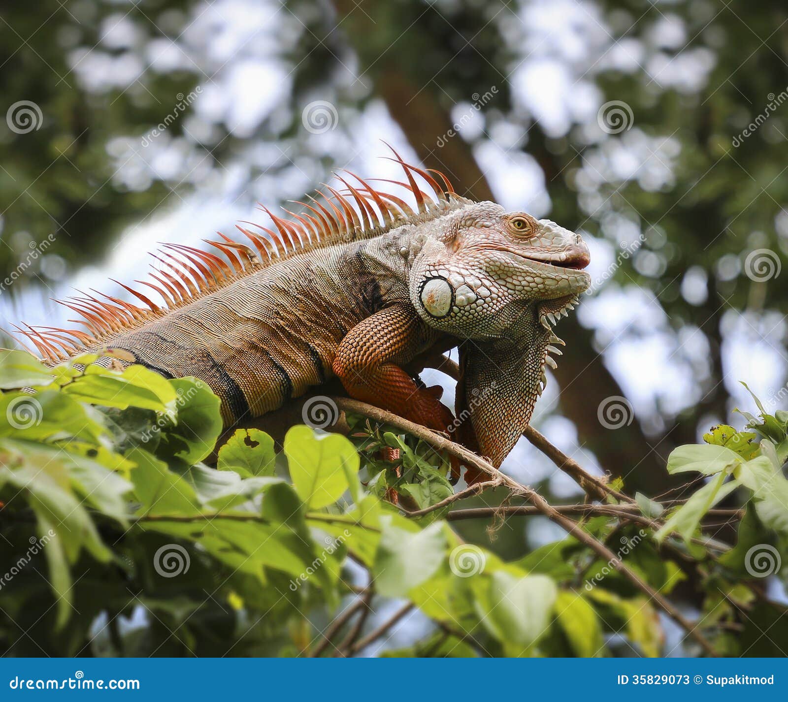 Old Iguana on tree stock image. Image of america, skin - 35829073