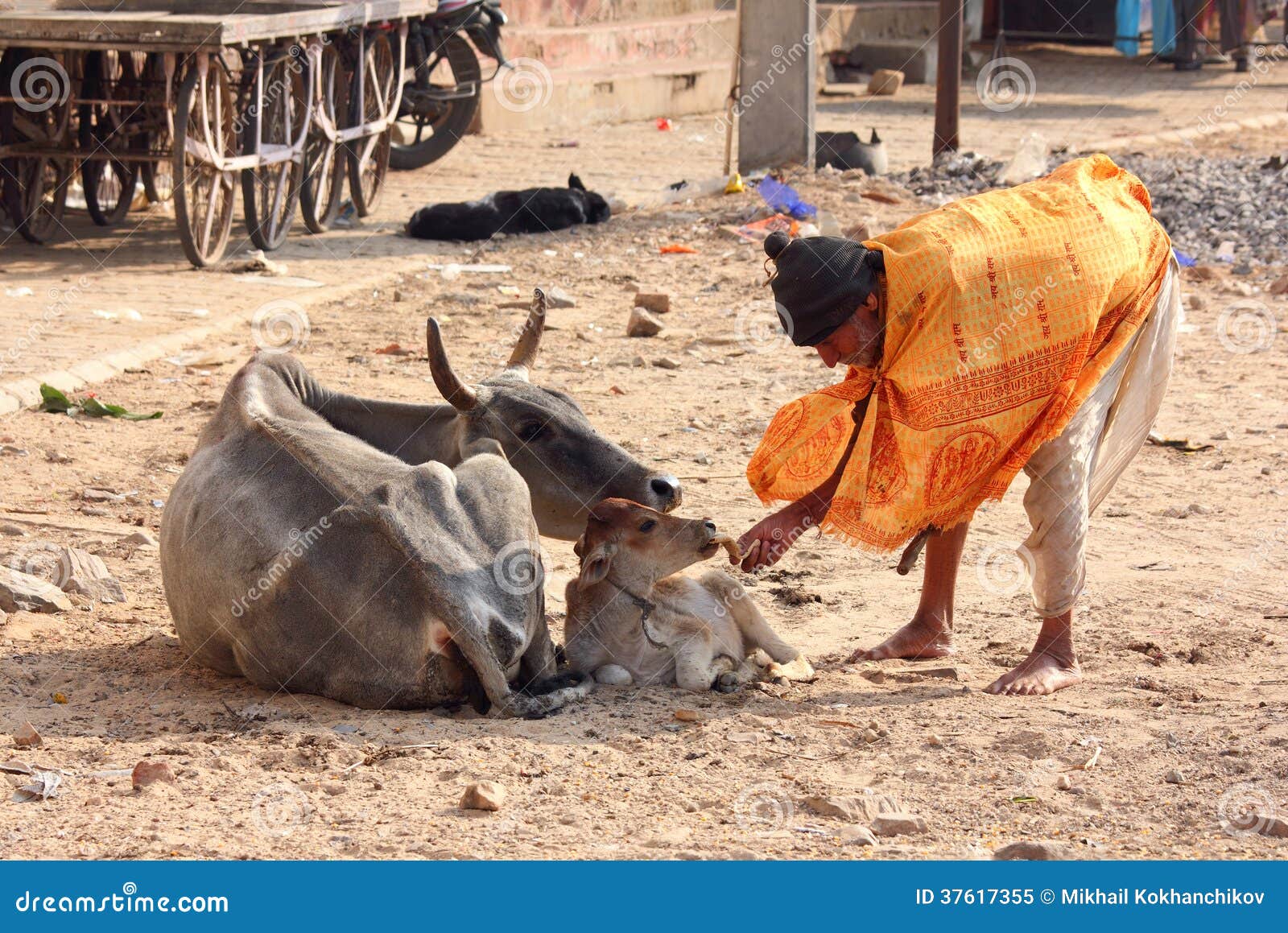 Old Indian Man Feeding A Calf With Bread Editorial Image ...