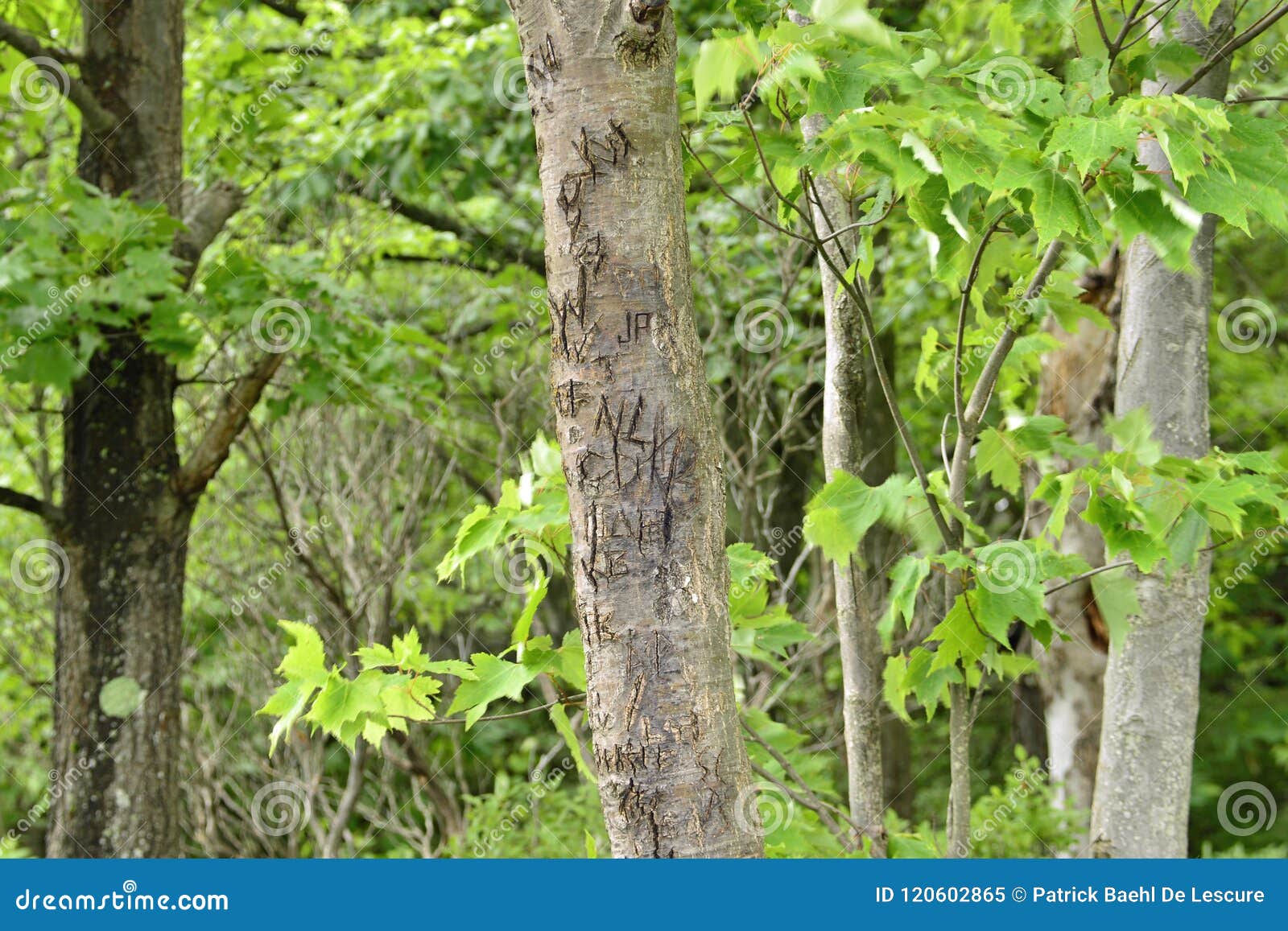 Old Initials Carved into Tree in the Forest Stock Image - Image of ...