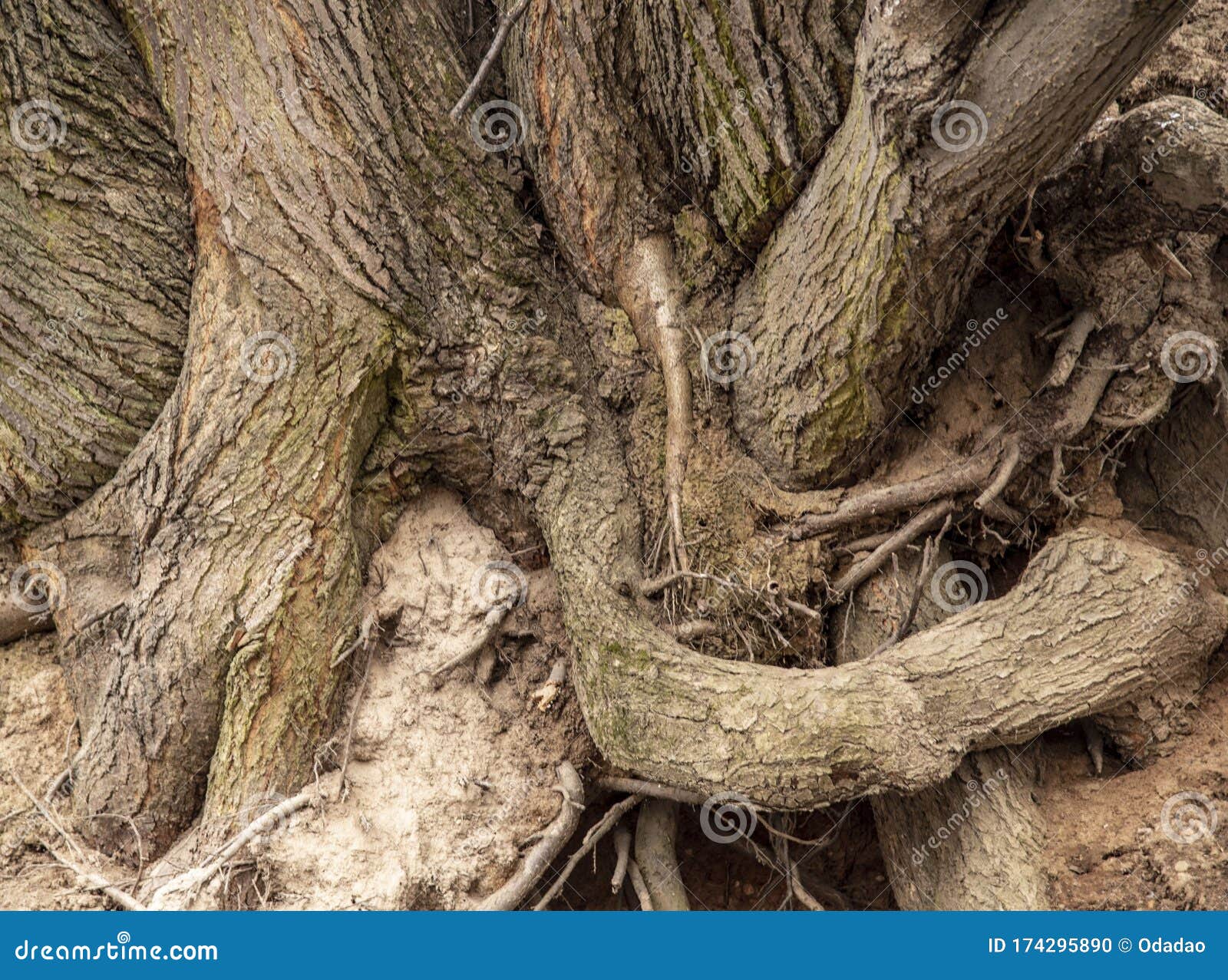 Old, Intertwined Trunks and Roots of Trees in the Park Stock Photo ...