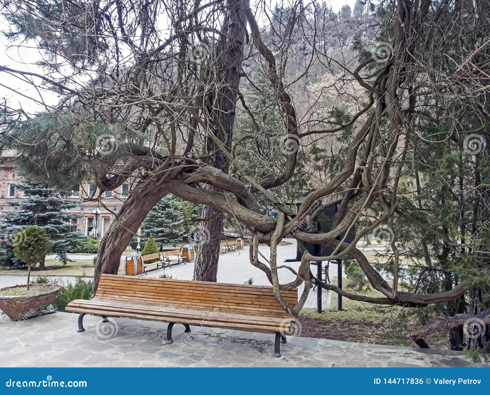 Intertwined Vines in the Park of Borjomi Stock Photo - Image of mineral ...