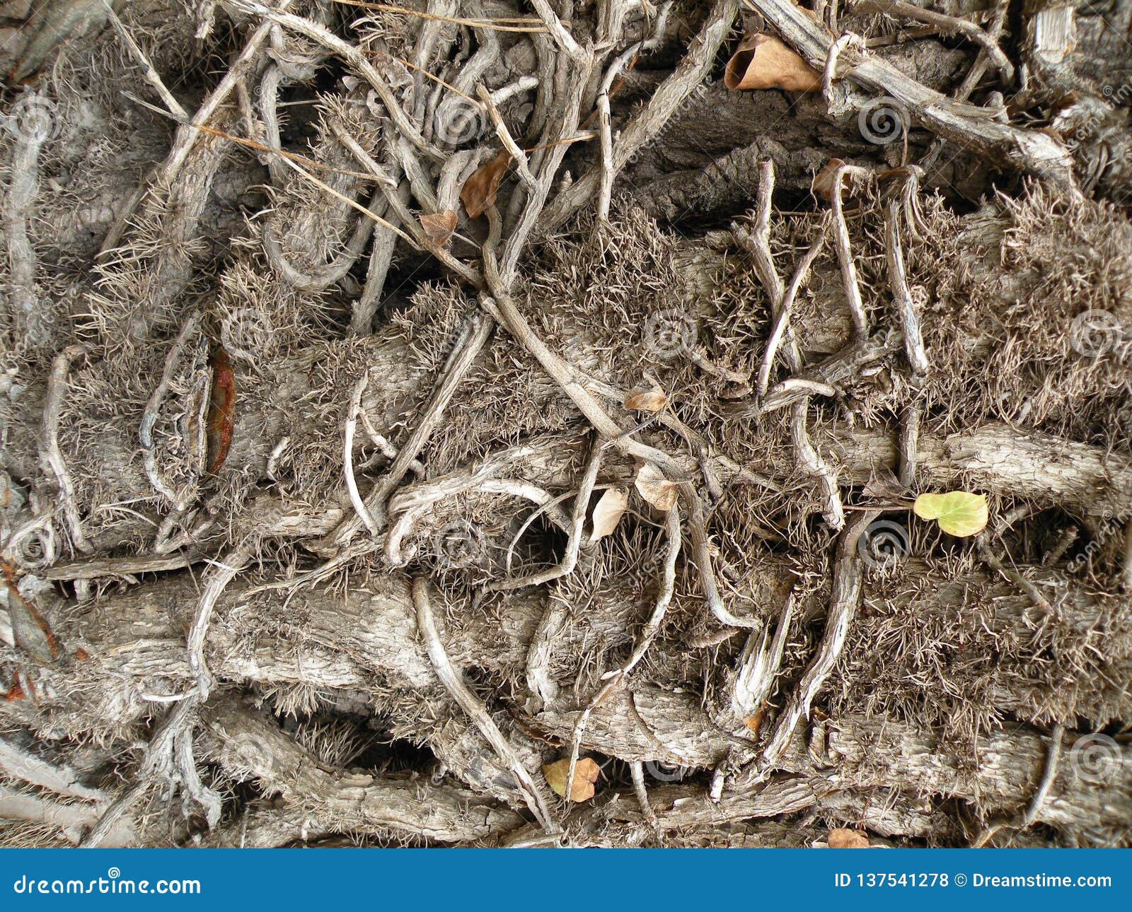 Old Interwoven Ivy Root, Wrapped in a Pattern Suitable for the ...