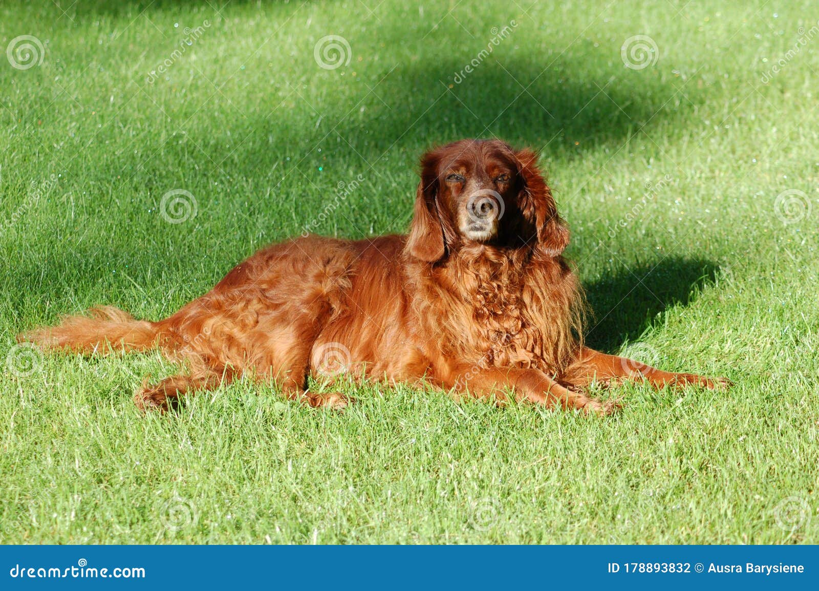 Old Irish Setter Lying on the Grass Stock Photo - Image of grass ...