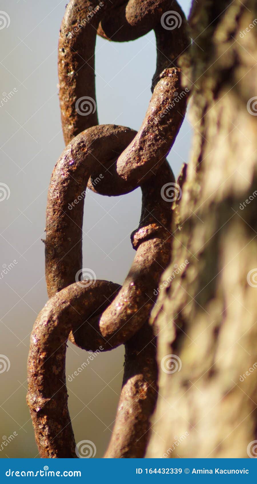 Old, Rusty Iron Chain Close Up, Resting on a Tree. Stock Image - Image ...