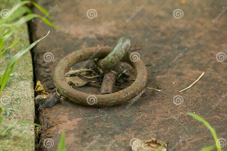 Old Iron Ring that is Rusty Stock Image - Image of brown, attach: 135470463