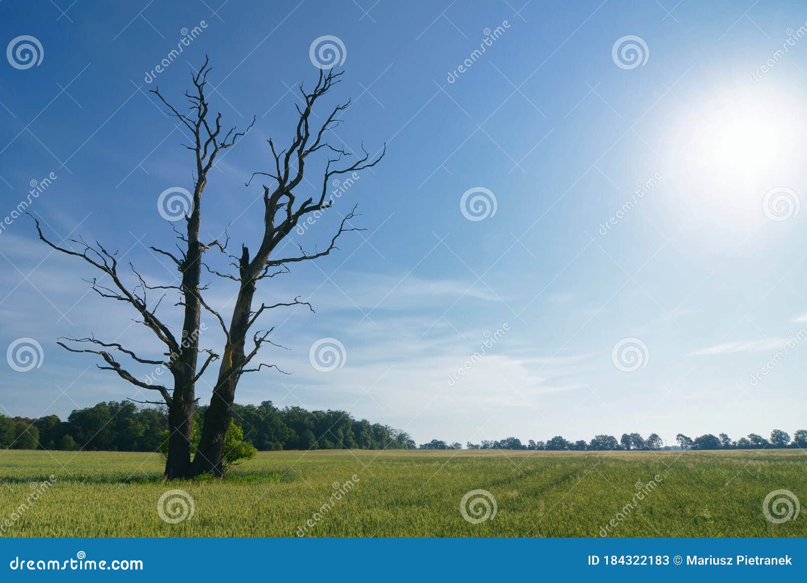 Old Isolated Tree in the Village Field Stock Image - Image of leafless ...