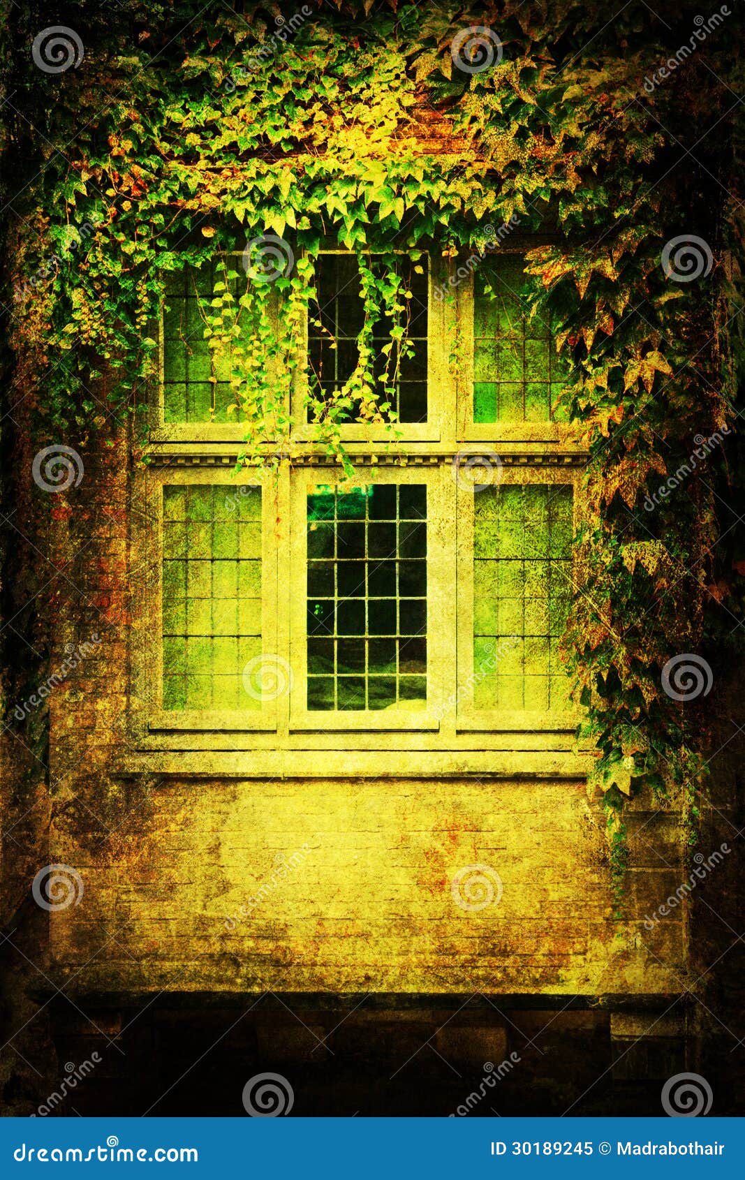 Old ivy-clad window stock illustration. Illustration of tendril - 30189245