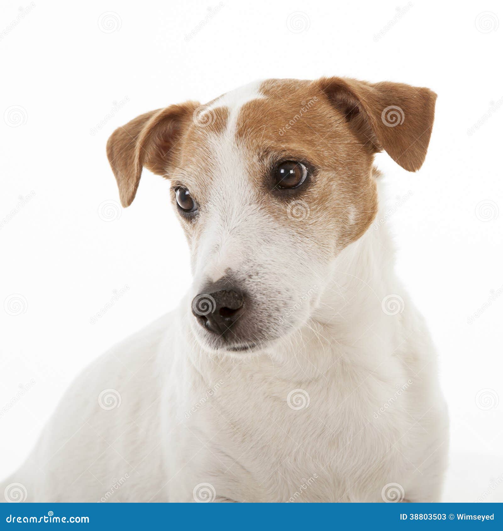 Old Jack Russell Terrier Dog Stock Image - Image of domestic, mammal ...
