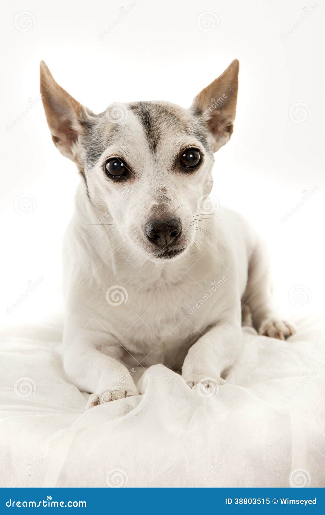 Old Jack Russell Terrier Dog Stock Image - Image of terrier, portrait ...