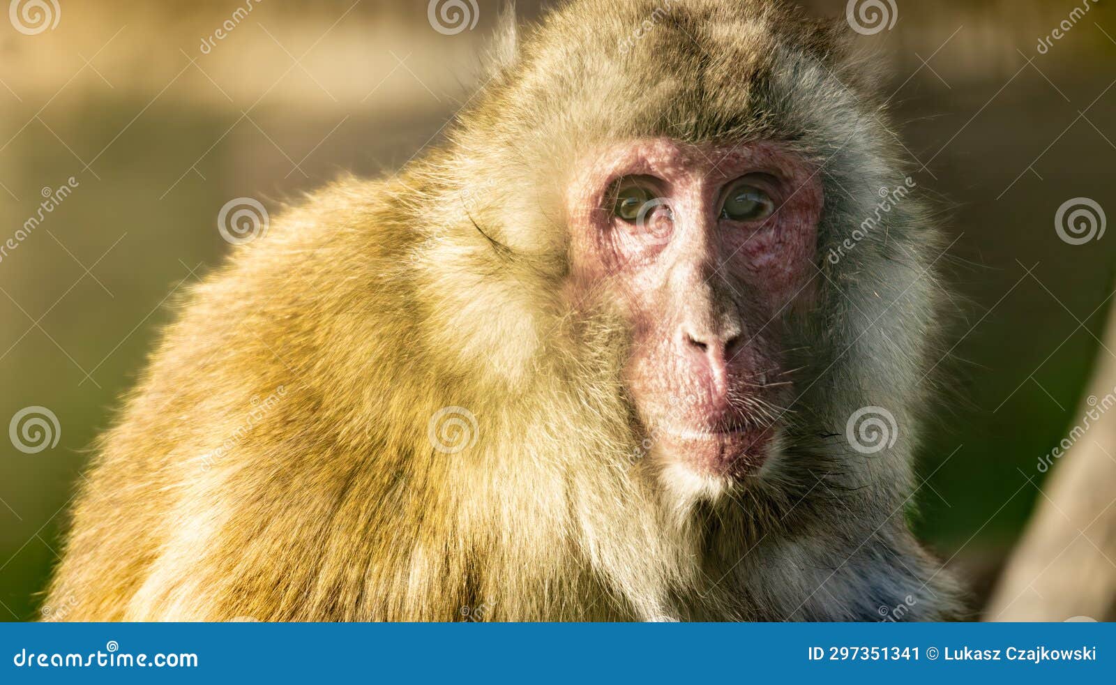 Old Japanese Macaque (Macaca Fuscata) Portrait Looking at Camera Stock ...