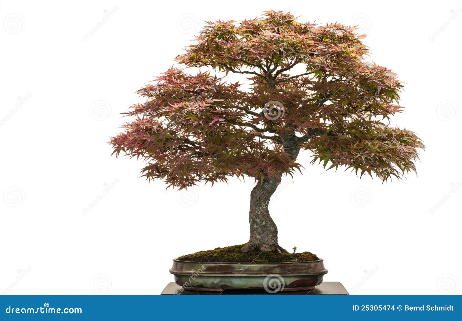 Old Japanese Maple Tree As Bonsai Stock Photo - Image of china, foliage ...