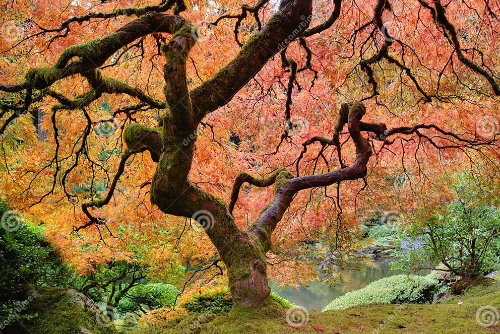 Old Japanese Maple Tree in Fall Stock Photo - Image of botanical ...