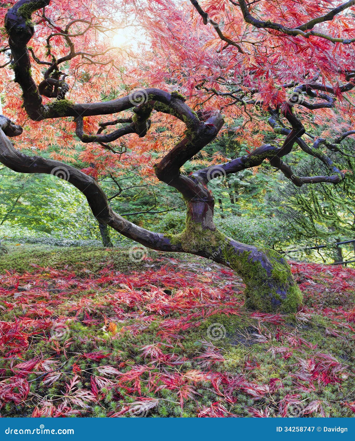 Old Japanese Maple Tree in Fall Stock Image - Image of japanese, nature ...