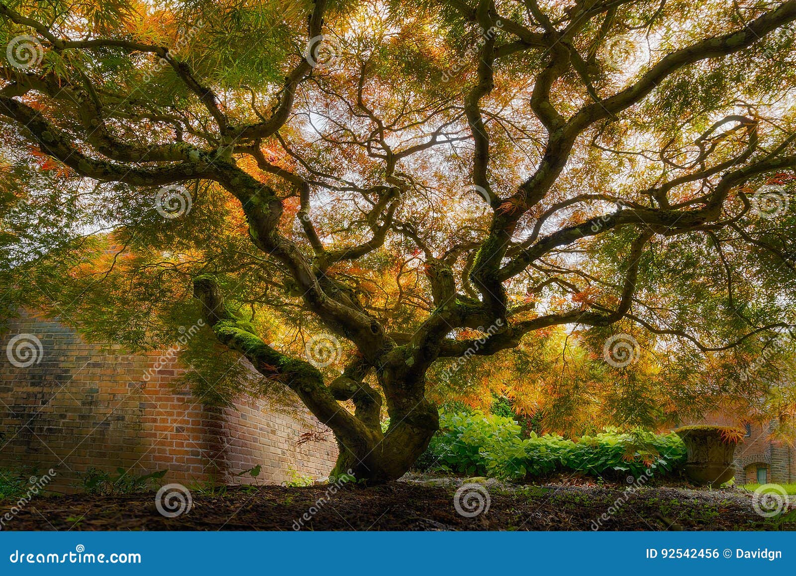 Old Japanese Maple Tree in Garden Stock Photo - Image of parks, nature ...