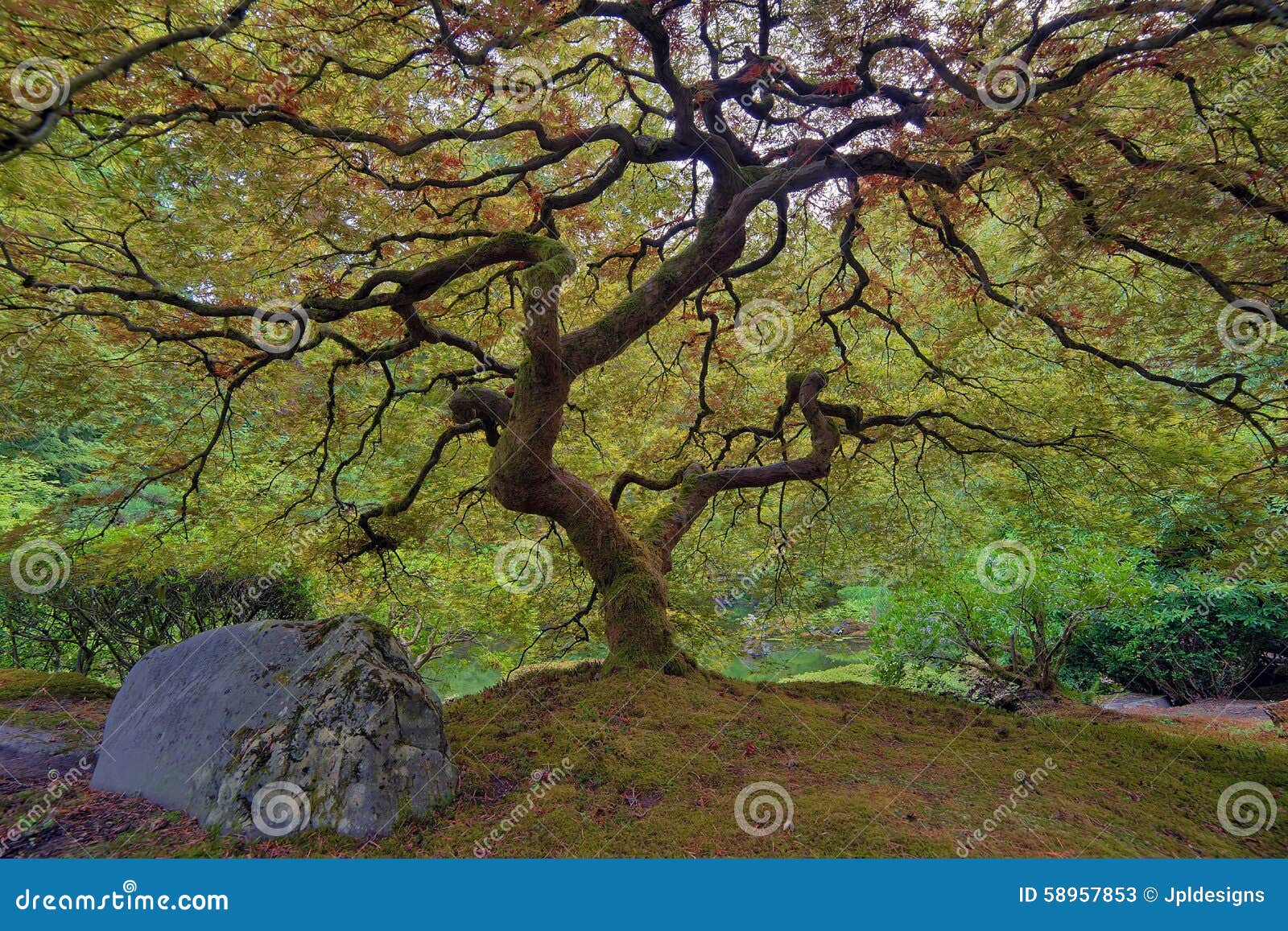 Old Japanese Maple Tree stock image. Image of america - 58957853