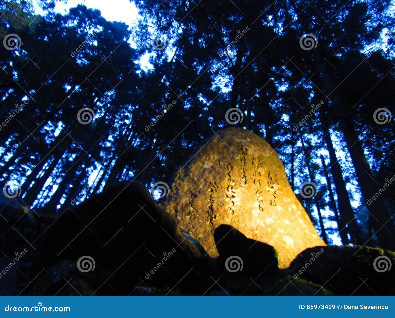 Old Japanese tree at night stock image. Image of tree - 85973499