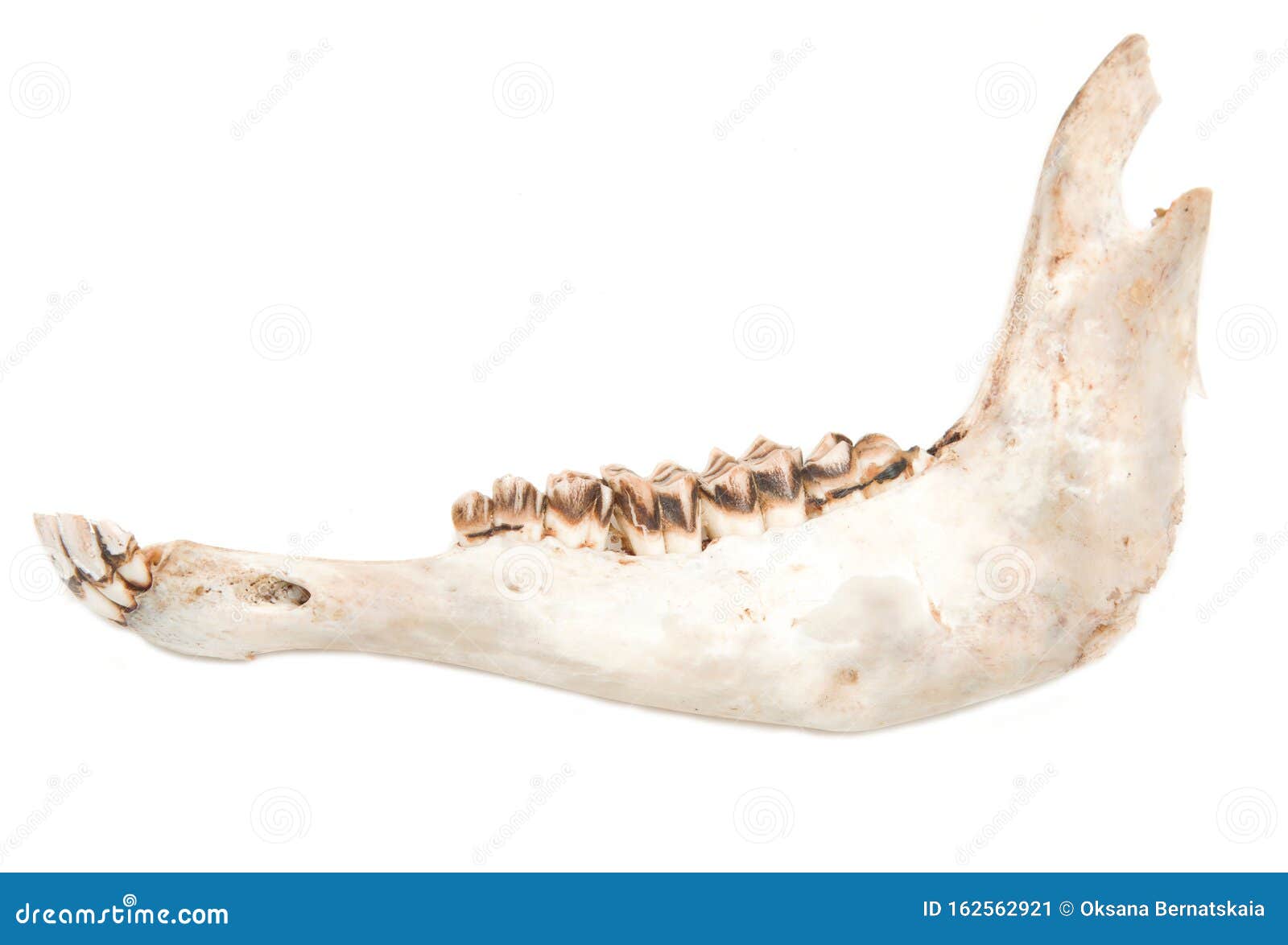Old Jaw Bone with Teeth Ram Stock Image - Image of teeth, bone: 162562921