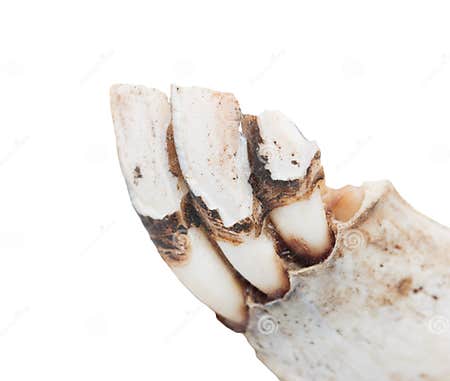 Old Jaw Bone with Teeth Ram Stock Image - Image of gray, bone: 162562963