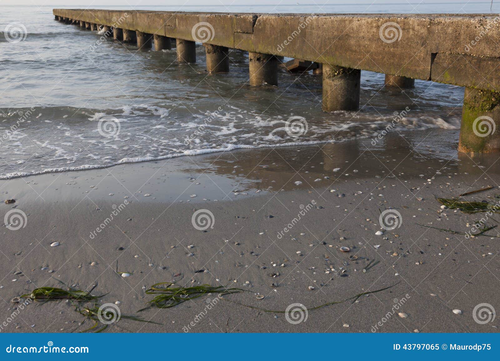 Old Jetty Mussels Stock Photos - Free & Royalty-Free Stock Photos from ...