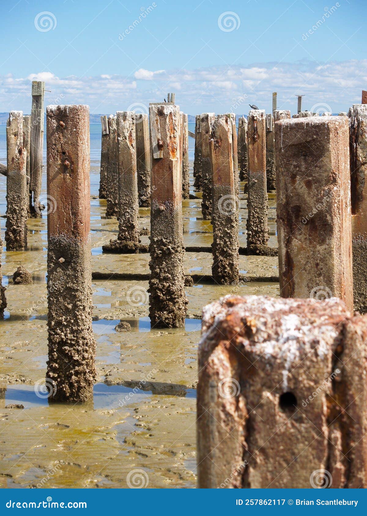 Old Jetty Posts in Shallow Muddy Harbour Stock Image - Image of south ...