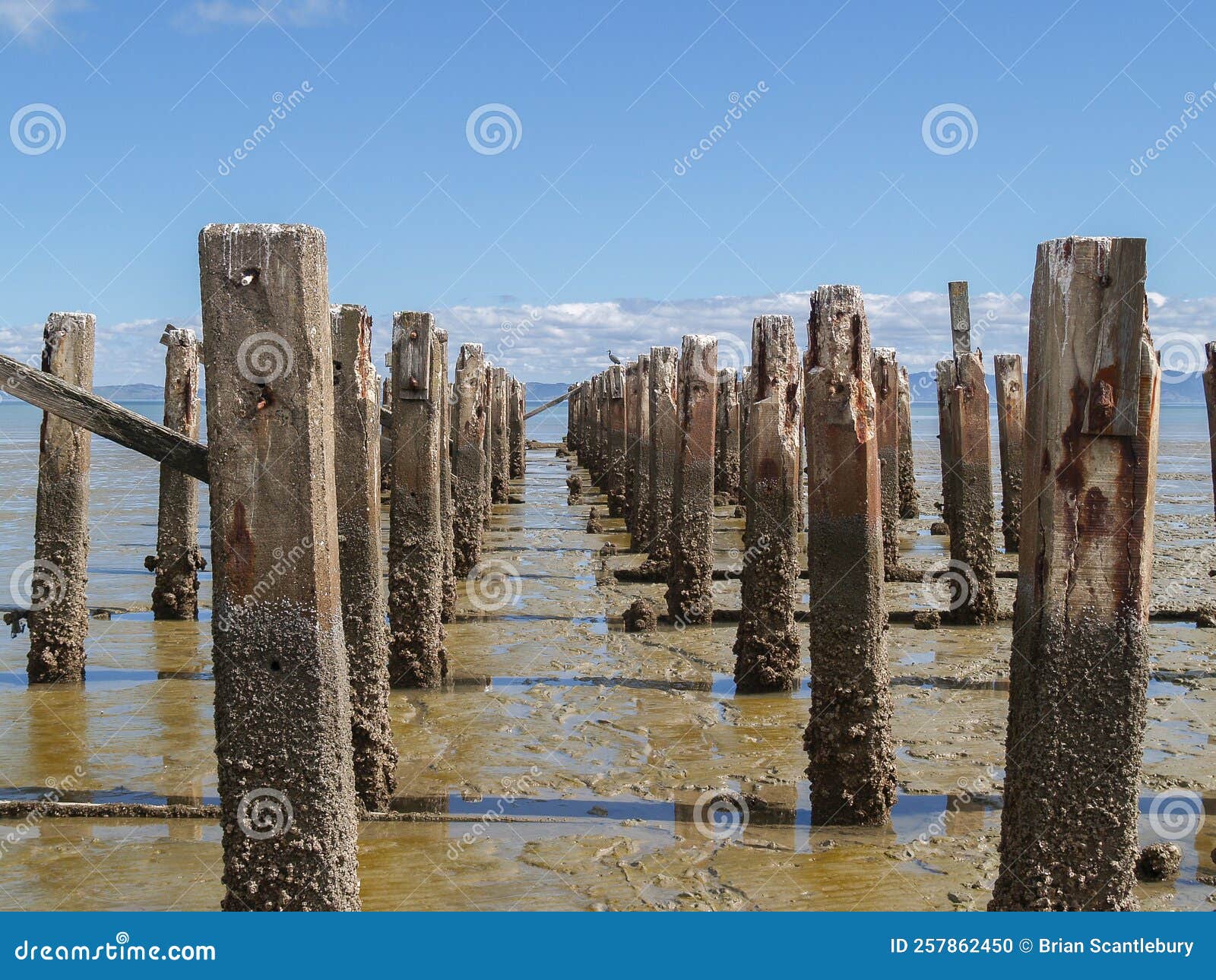 Old Jetty Posts in Shallow Muddy Harbour Stock Photo - Image of ...