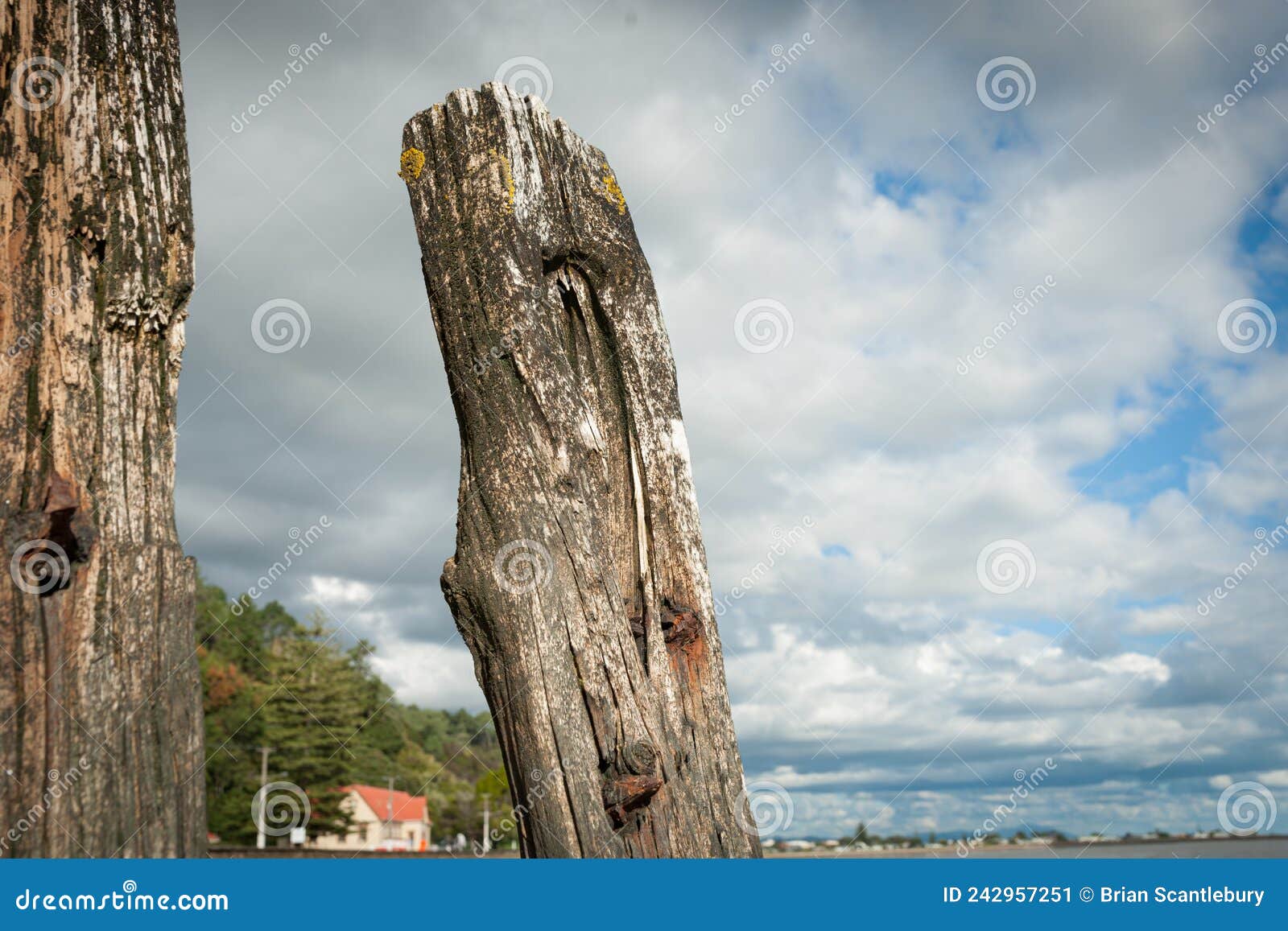 Old Jetty Posts Weathered and Worn on Taruru Beach with Hall Defocused ...