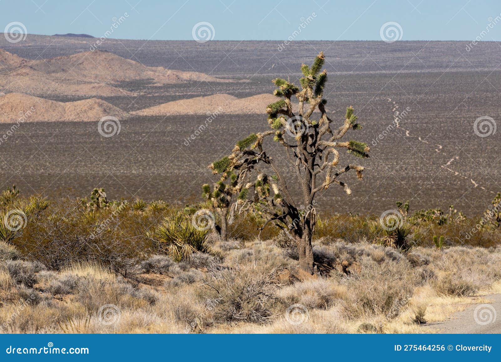 Old Joshua Tree stock photo. Image of joshua, hills - 275464256