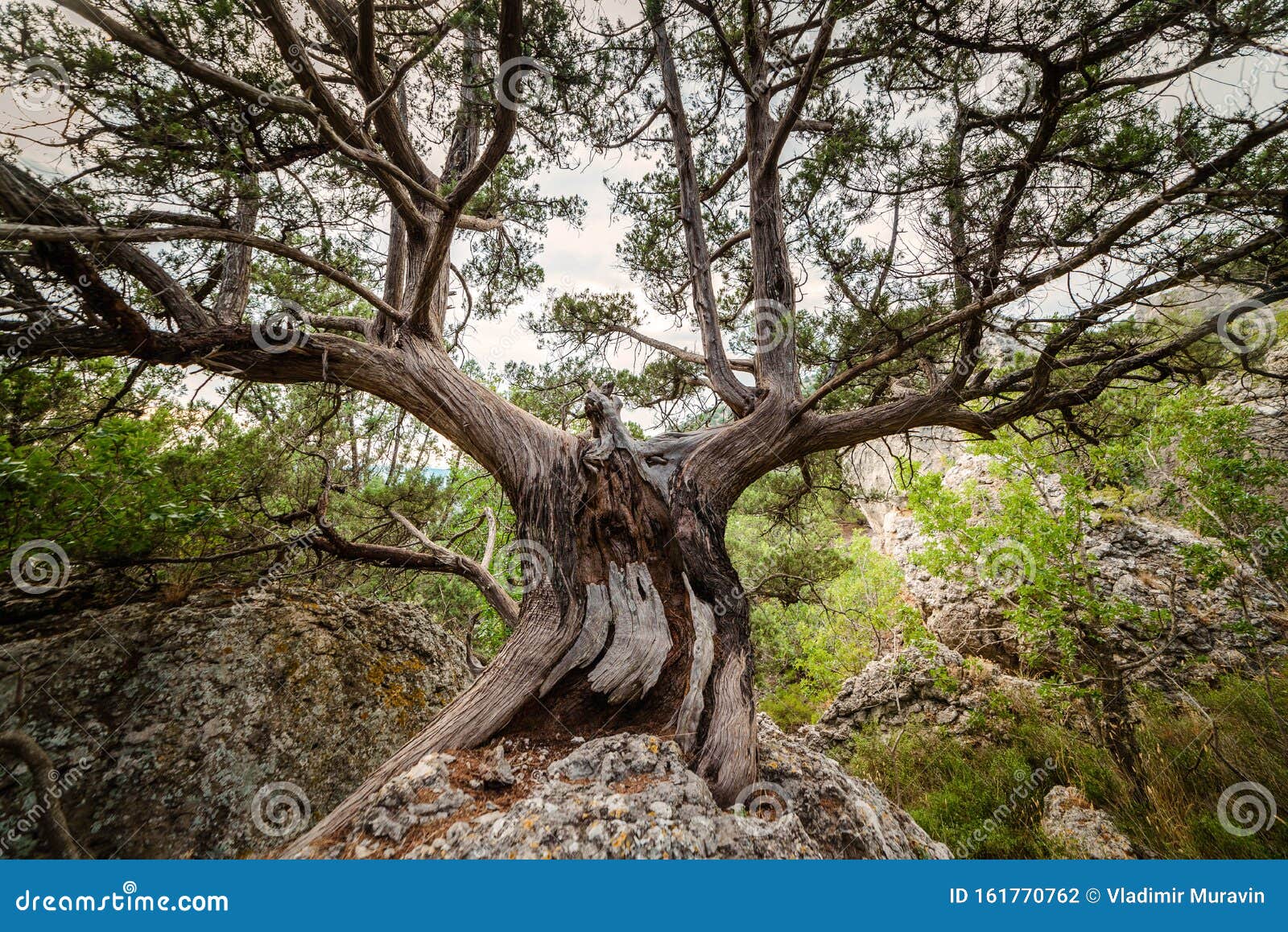 Old juniper on a stone stock photo. Image of pine, juniper - 161770762