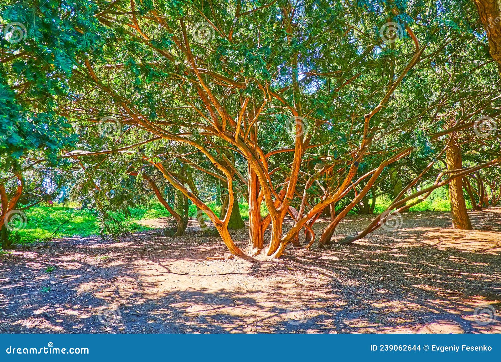 The Old Juniper Tree, Kyiv Botanical Garden, Ukraine Stock Photo ...