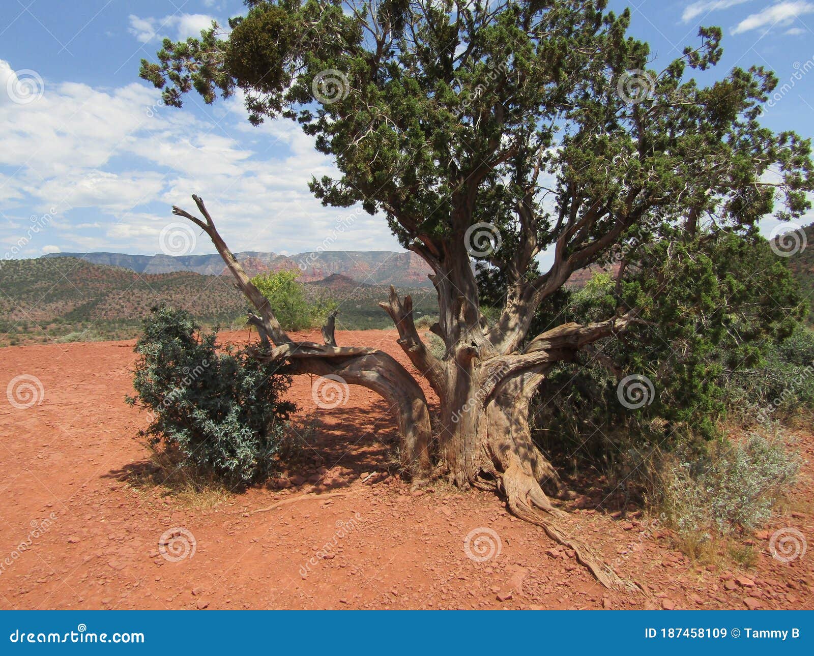 Old Juniper Tree in Sedona stock image. Image of backgrounds - 187458109